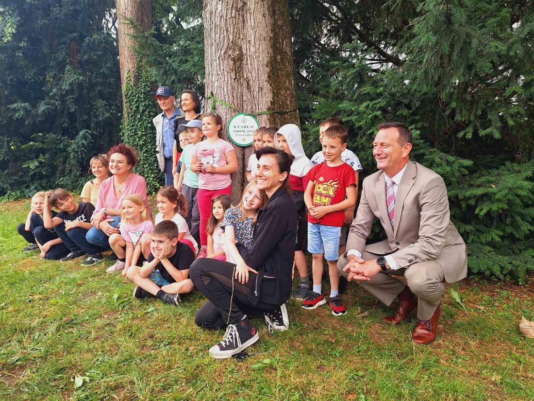 Stabla taksodije iza Starog grada proglašena Stablom...